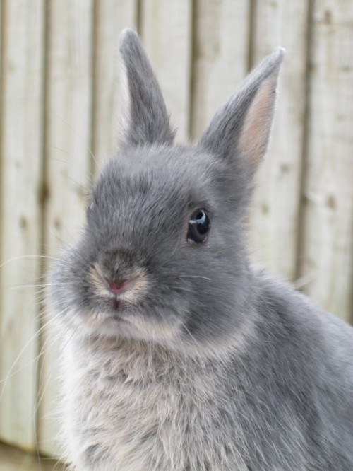 Desktop Hd Silver Fox Photos - Silver Fox Bunnies (#2131487) - HD ...