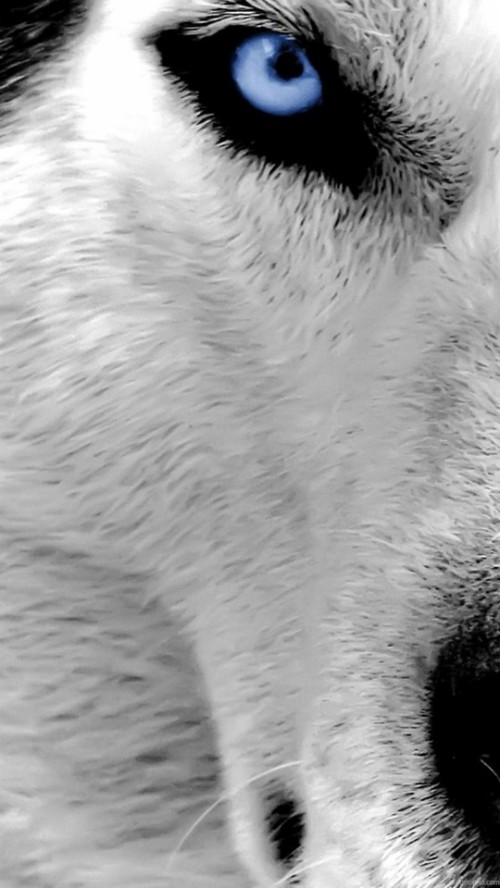 Android Hd - White Wolf (#2134228) - HD Wallpaper & Backgrounds Download