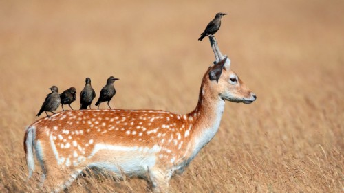 Deer Animal Wallpapers Hd Birds On Deer Animal Wallpapers - Symbiotic ...