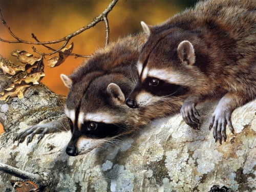 Raccoon Hd Animal Wallpapers - Racoons In Autumn (#2134330) - HD ...