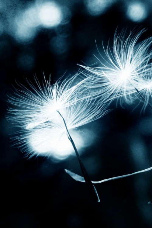 Download Now - Bing Wallpaper For Mobile (#2146926) - HD Wallpaper ...