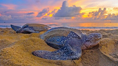 Bing Wallpaper Archive - Green Sea Turtle (#102236) - HD Wallpaper ...