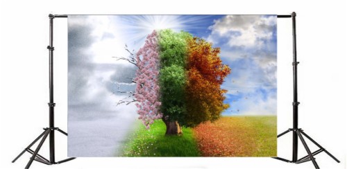Tree Four Seasons Hd (#2160160) - HD Wallpaper & Backgrounds Download