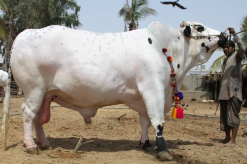 Beautiful Cow's & Goat - Bakra Mandi (#2185157) - HD Wallpaper ...