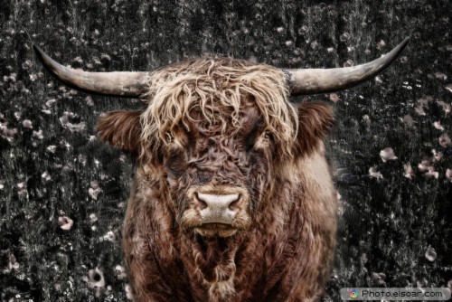 Scottish Highland Cattle (#2185178) - HD Wallpaper & Backgrounds Download