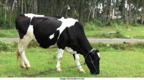 Indian Cow - Indian Cow Breed Kankrej (#2185302) - HD Wallpaper ...