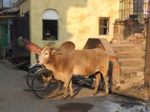 Indian Cow Wallpaper - Cow Baby Images Hd (#2185015) - HD Wallpaper ...