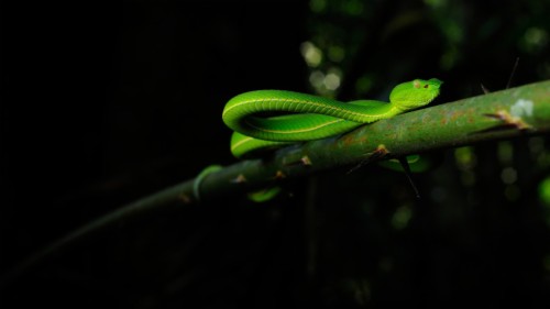 Crossfire Viper (#2903893) - HD Wallpaper & Backgrounds Download