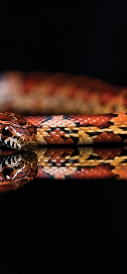 Pet, Snakes, Wildlife, Dog Breed, Snake Wallpaper For - Домашні Тварини ...
