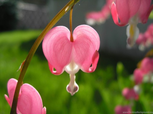 Bleeding Heart Flower, Bleeding Hearts, Flower Images - Purple Pink ...