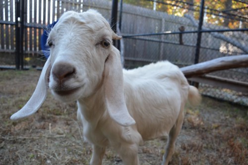 Goat Wallpaper For Windows - White Goat Floppy Ears (#220105) - HD ...