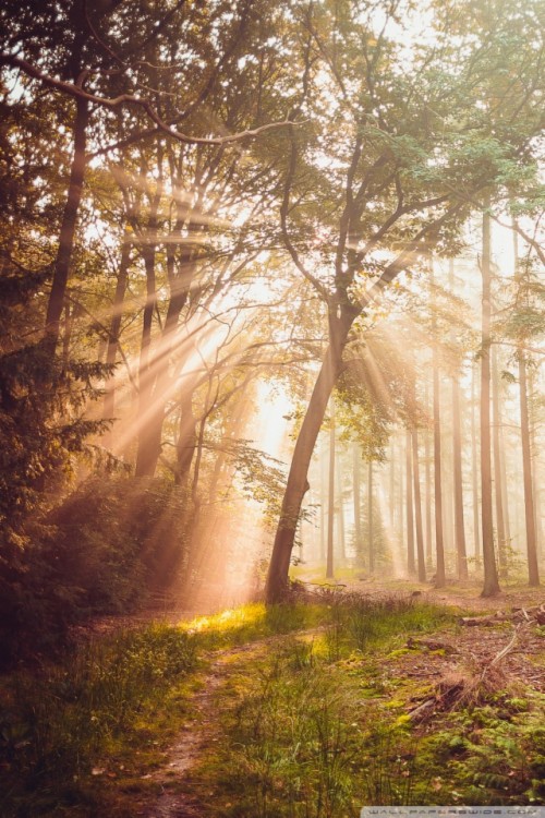 More Wood Wallpapers - Monochrome (#1072540) - HD Wallpaper ...