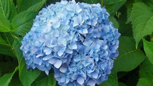 Hydrangea (#2203543) - HD Wallpaper & Backgrounds Download