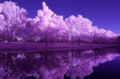 Purple Nature Wallpaper - Purple Color (#2217497) - HD Wallpaper ...