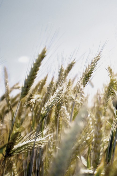 Wind Wallpaper Iphone (#2229866) - HD Wallpaper & Backgrounds Download