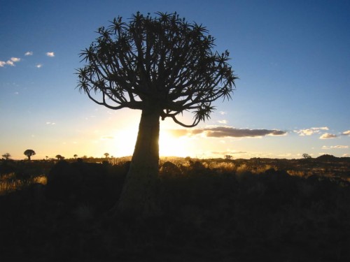 Namibia Trees (#2298598) - HD Wallpaper & Backgrounds Download