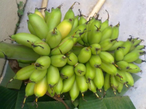Wallpaper Pisang 2461565 Hd Wallpaper And Backgrounds Download