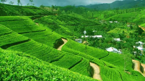 Sinhala - Flag Of Sri Lanka (#1759459) - HD Wallpaper & Backgrounds ...