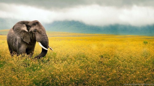 Good Morning Elephant Quotes (#2356180) - HD Wallpaper & Backgrounds ...