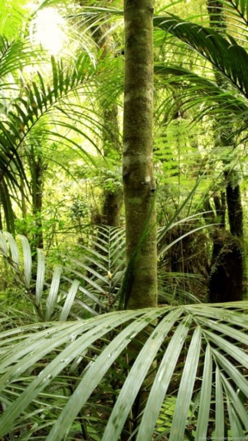 Jungle Phone Wallpaper Hd (#2356961) - HD Wallpaper & Backgrounds Download