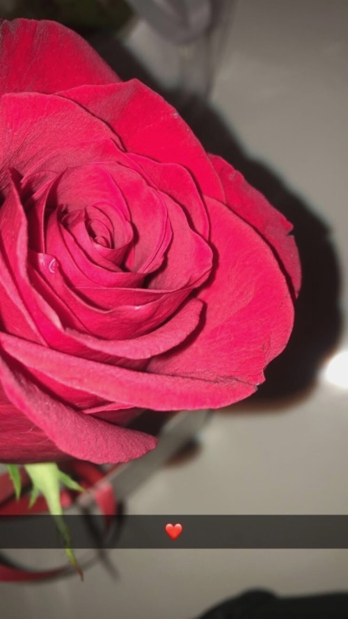 Rose Snapchat (#2386922) - HD Wallpaper & Backgrounds Download