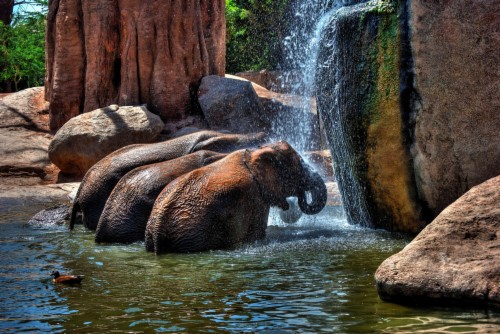High Definiton, Rocks,elephant, Desktop Wallpapers,hd, - Waterfall ...