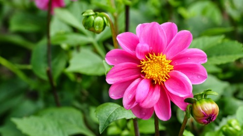 30 Wallpaper Bunga Cantik - Pink Flowers Backgrounds (#44626) - HD ...