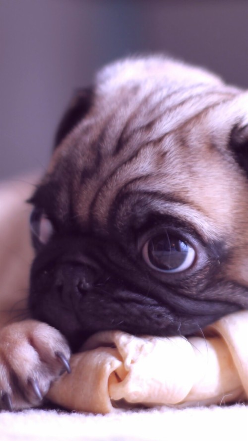 Pug And Wallpaper Image - Cute Baby Pug (#2426303) - HD Wallpaper ...