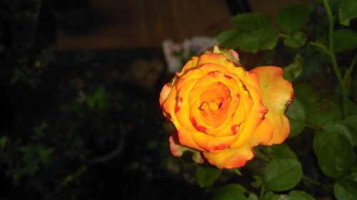 Nature Rose Garden Hd Wallpaper 12 Rose Garden Wallpaper - Rose Garden ...