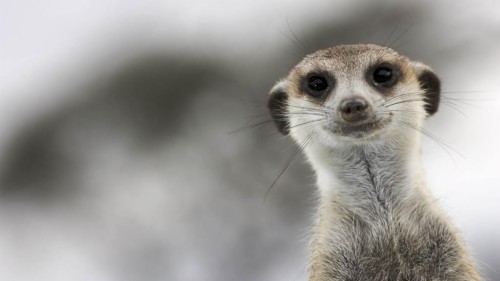Meerkat Peeking (#2518213) - HD Wallpaper & Backgrounds Download