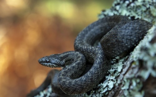 Serpent (#3001634) - HD Wallpaper & Backgrounds Download