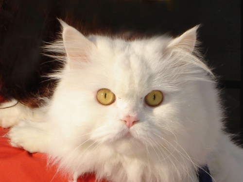 Cute Cat Wallpapers - Mano Cat Pic Download (#2551028) - HD Wallpaper ...