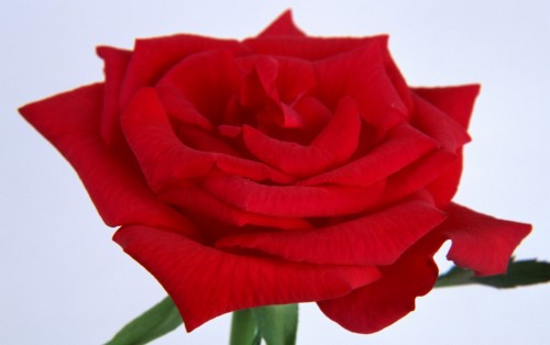 Open Rose Wallpapers - Open Rose (#2569873) - HD Wallpaper ...