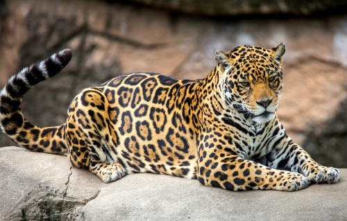 Photo Wallpaper Predator, Spot, Tail, Jaguar - Jaguar With Tail ...