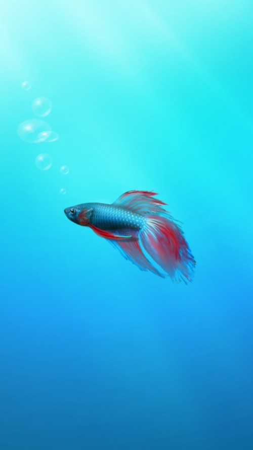 Windows 7 Beta Fish (#289837) - HD Wallpaper & Backgrounds Download