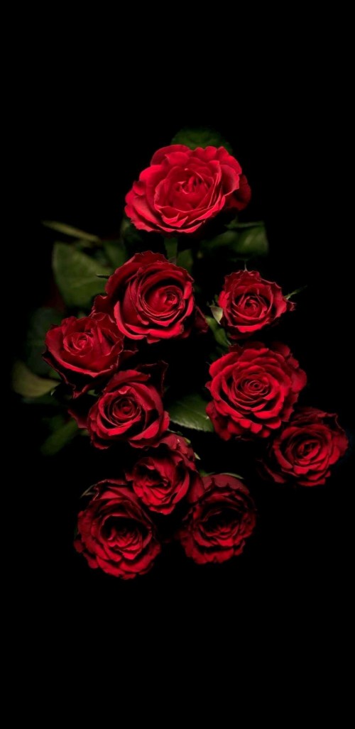 Most Beautiful Red Roses (#2835076) - HD Wallpaper & Backgrounds Download