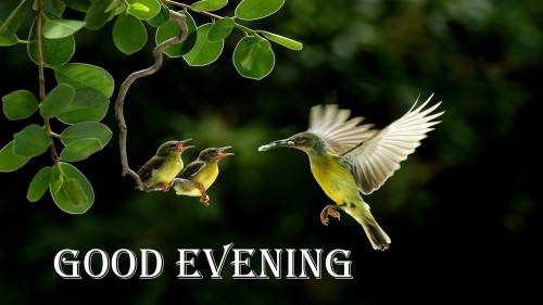 Good Evening Humming Bird Hd Wallpapers (#2852529) - HD Wallpaper ...