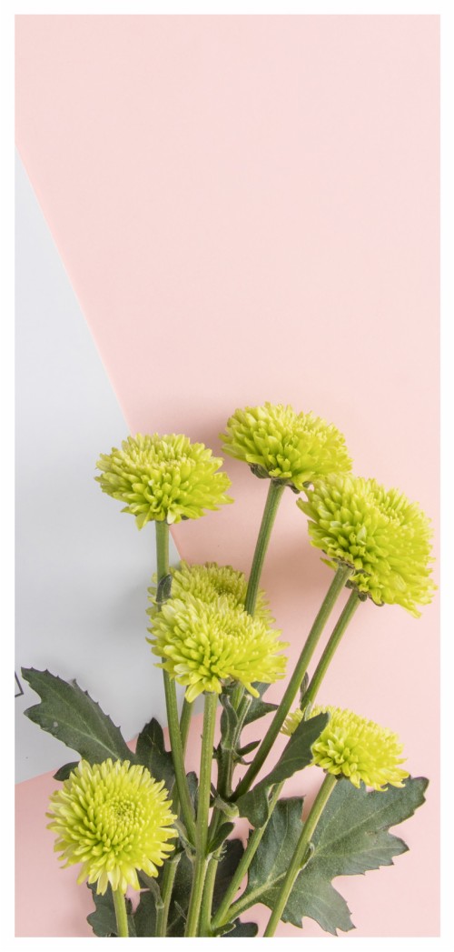 Foto Wallpaper Bunga - Flowers Wallpaper Bunga (#2868746) - HD ...