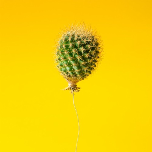 Cactus Balloon (#2880347) - HD Wallpaper & Backgrounds Download