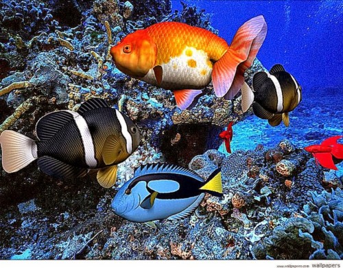 Microsoft Fish Screensaver Wallpaper (#144419) - HD Wallpaper ...