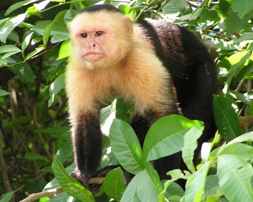 Free Capuchin Monkey Wallpaper Wallpapers Download - Capuchin Monkey ...