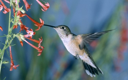 Wallpaper Hummingbird - High Resolution Images Hummingbird (#2893497 ...