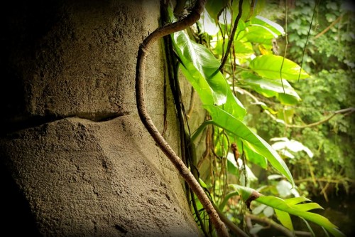 Tropical Rainforest Fruit Bats (#2965510) - HD Wallpaper & Backgrounds ...