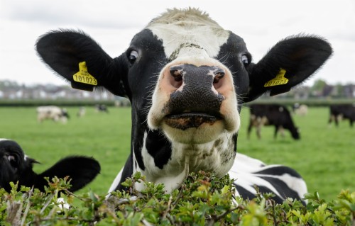 Dolphin And Cow (#52628) - HD Wallpaper & Backgrounds Download