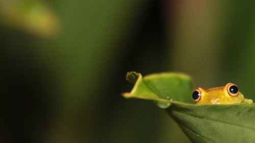 Frog Desktop Wallpaper - Frogs Wallpaper Hd (#2915301) - HD Wallpaper ...