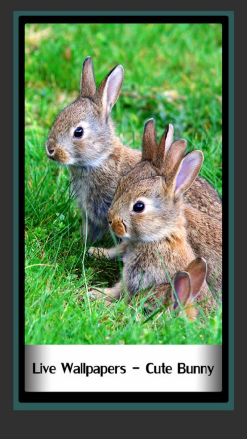 Real Life Life Cycle Of A Rabbit (#2919041) - HD Wallpaper ...