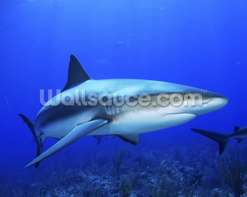 Caribbean Reef Shark Wallpaper Mural - Caribbean Reef Shark (#2942283 ...