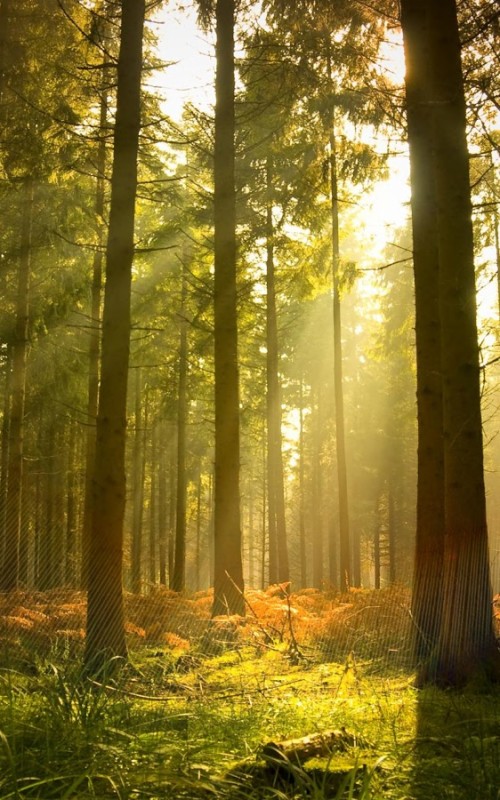 Sunny Forest Live Wallpaper Android Apps On Google - Forest Live ...