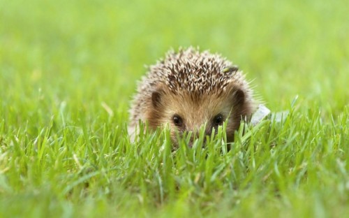 Hedgehog Wallpaper Preview - Hedgehog Desktop Background (#2972865 ...