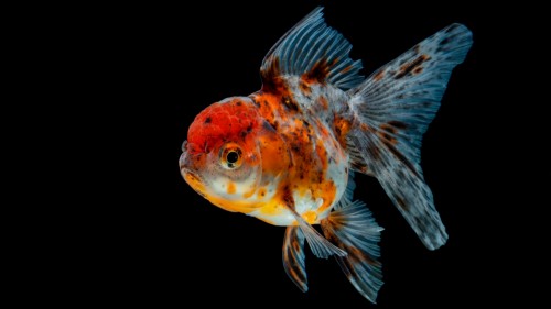 Goldfish 4k Ultra Wallpaper Studio - Goldfish (#2991285) - HD Wallpaper ...